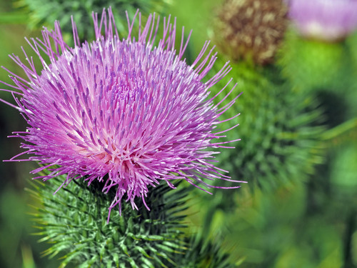 Eucell GS Plus kaufen | offizieller Shop | kostenfreier Versand